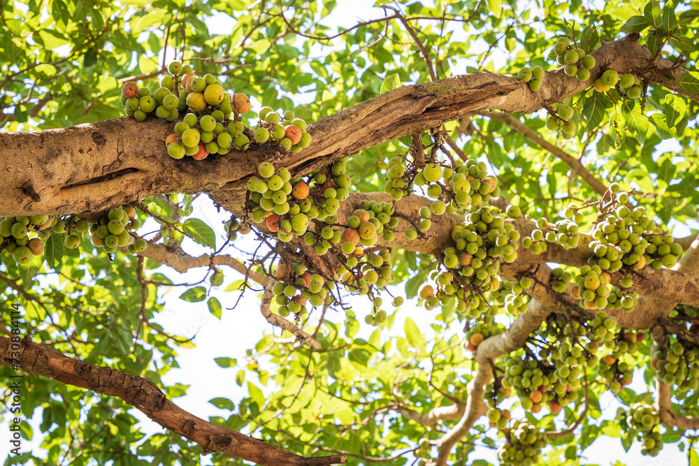 Ficus Racemosa, one of genus ficus fruit. Popularly known as the ...