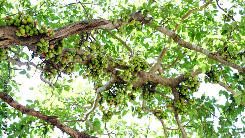 Ficus Racemosa, one of genus ficus fruit. Popularly known as the ...