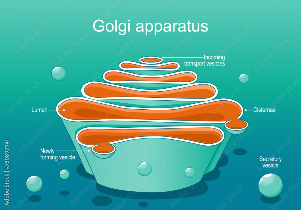 Structure of a Golgi complex. Close-up of Golgi apparatus anatomy Stock ...