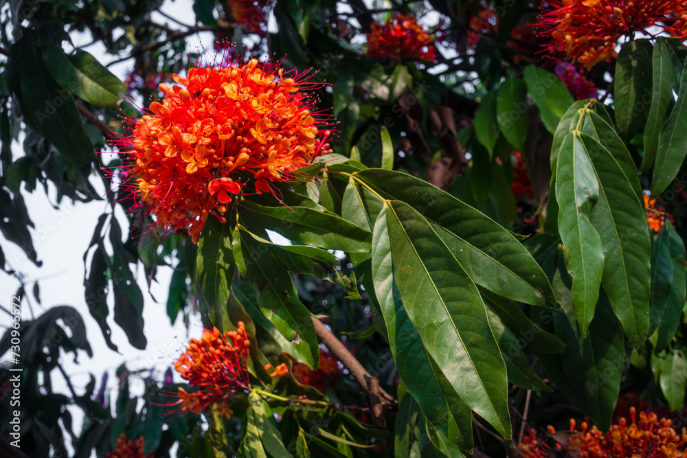 Ashoka tree blooming flowers and leaves.Saraca asoca, commonly known as ...