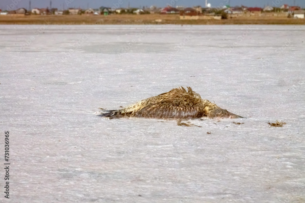 Trap Lake. Salted mummy. This seagull got into the salt of hypersaline ...