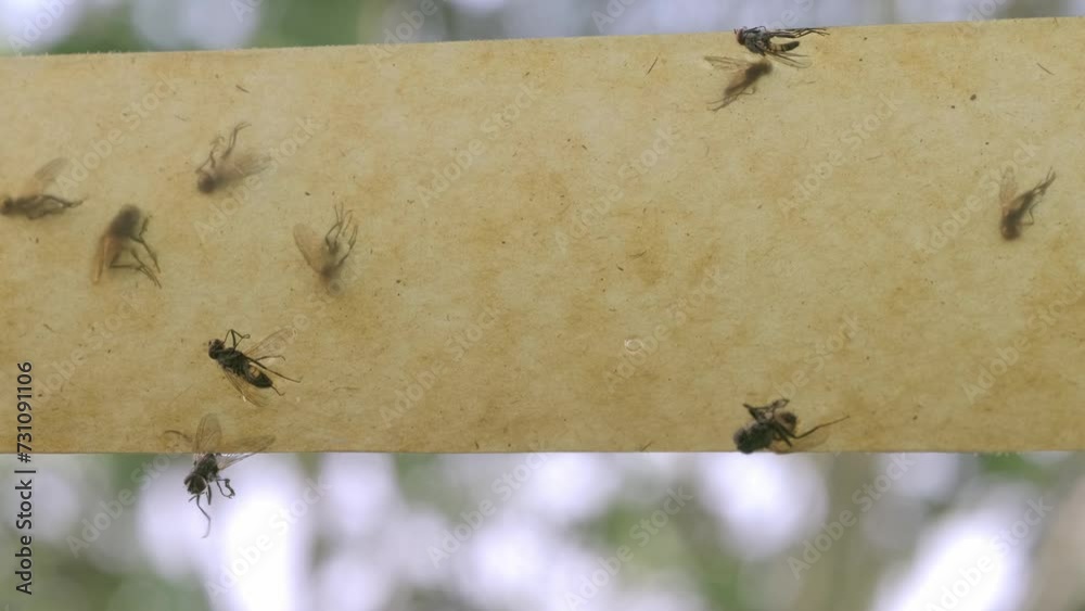 close-up of many, killed flys over its paws, trying to get rid of glue ...
