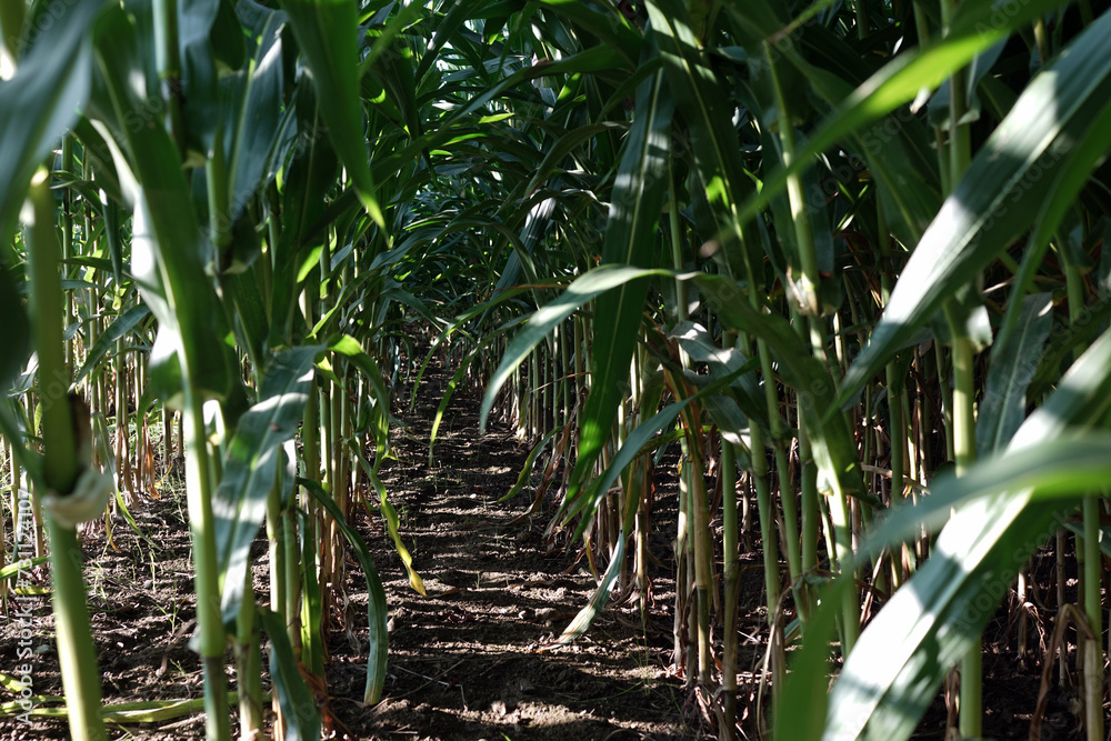 Maisanbau / Genmanipulation in der Landwirtschaft Stock Photo | Adobe Stock