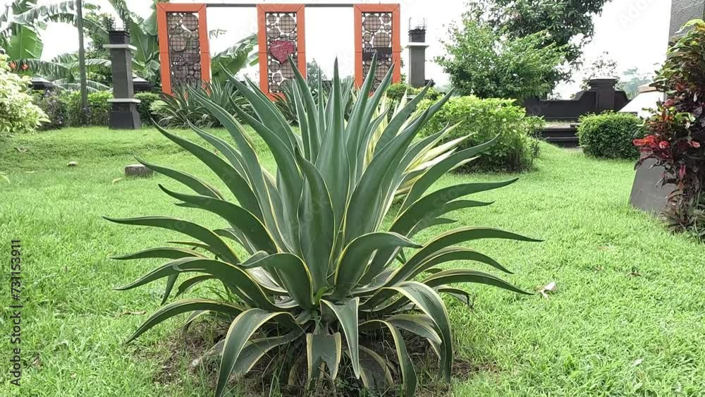 Agave lophantha (Also known thorncrest century plant, Big Lechuguilla ...