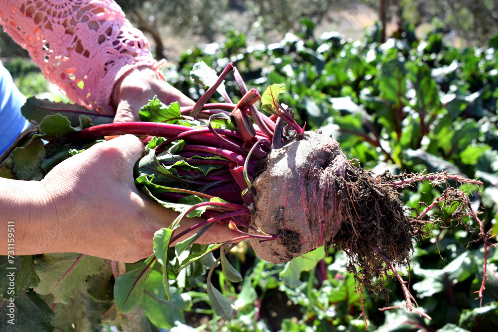 Remolacha sujeta por horticultora, remolacha beterrada, betarraga ...