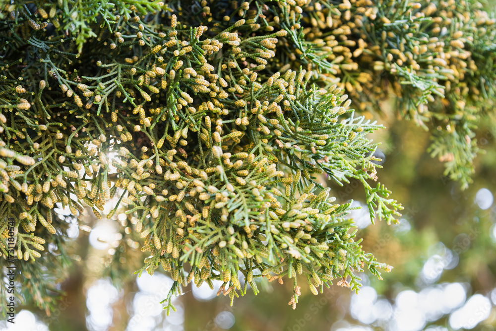 Branch of Tuscan cypress. Male pollen producing strobili of ...