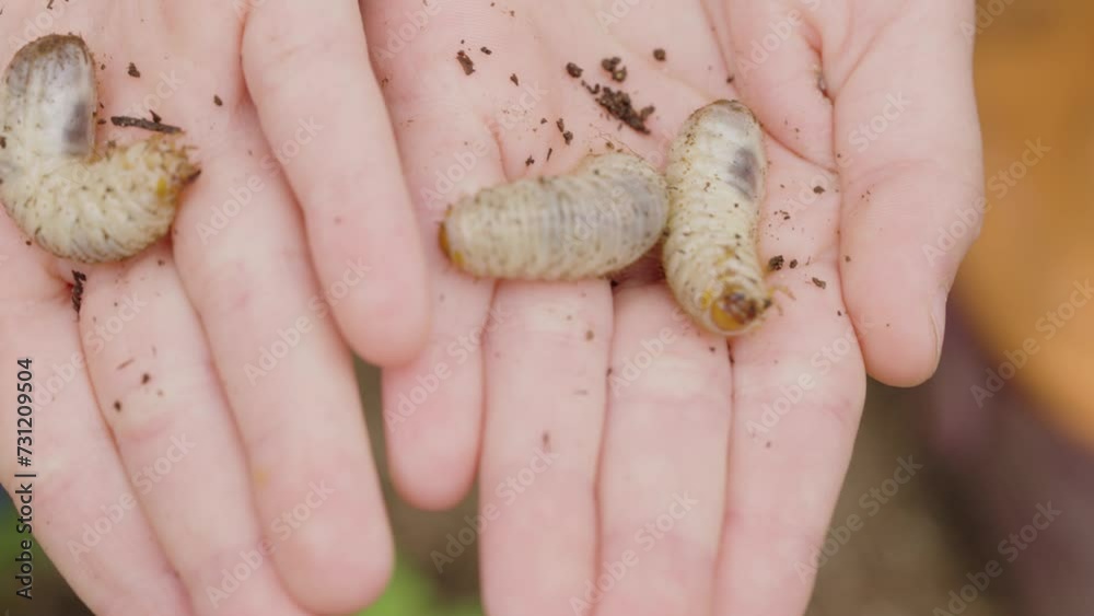 Human hands gently holding two grubs, showcasing the larvae in their ...