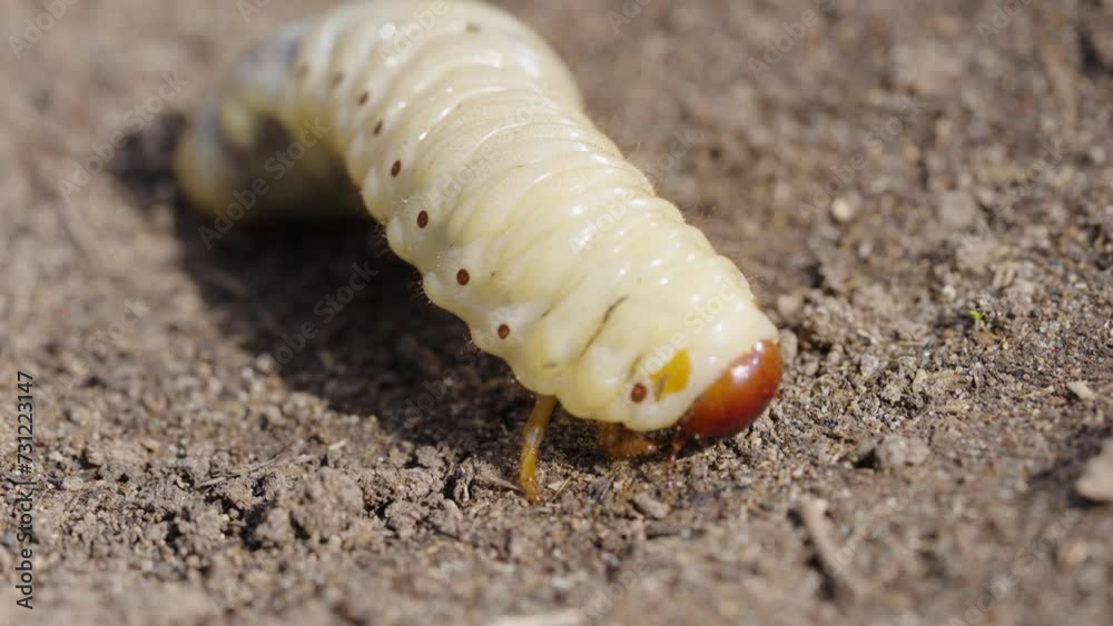Vídeo do Stock: Close-up of a pale, segmented larva with a distinct ...