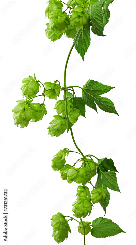 branches of hops with leaves. hops plant on transparent, png. green ...