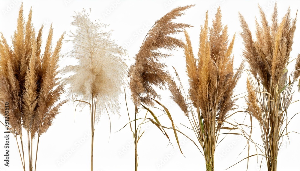 set of dry miscanthus sinensis kaskade grass isolated png on a ...