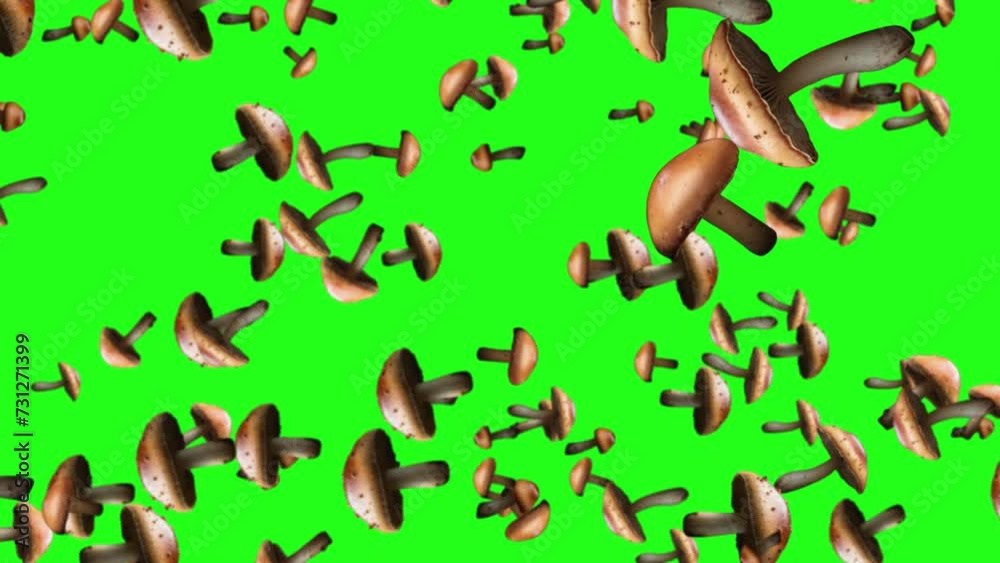 Lots Of Fresh Healthy Eating Mushroom Falling On Green Screen ...