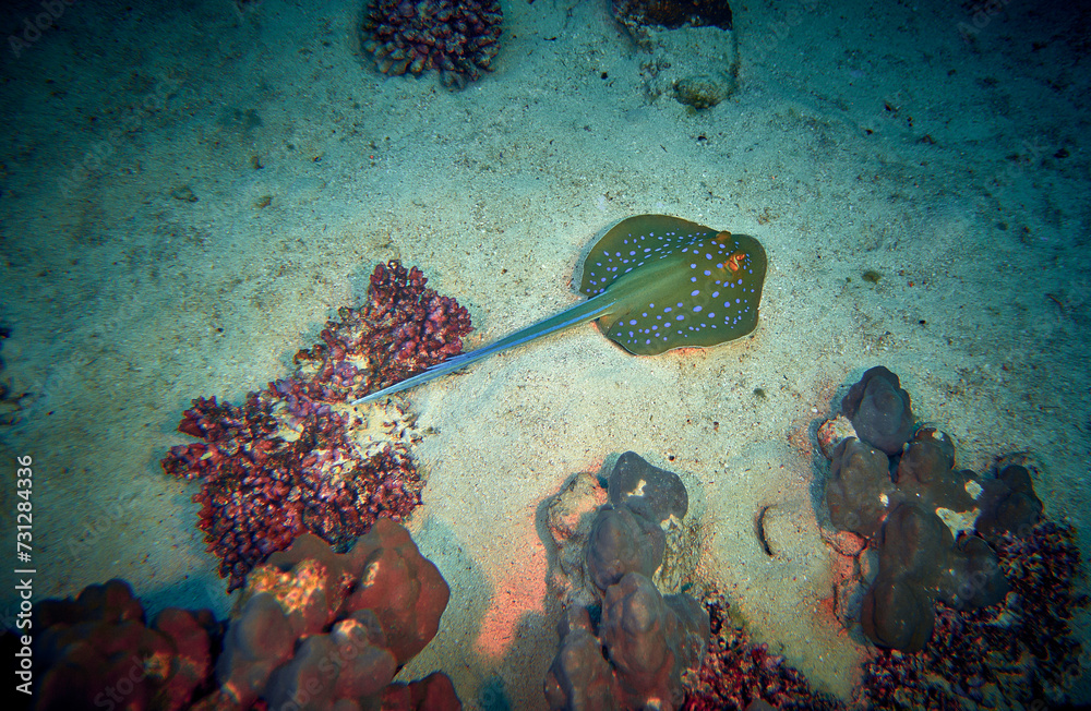 The beauty of the underwater world - The bluespotted ribbontail ray ...