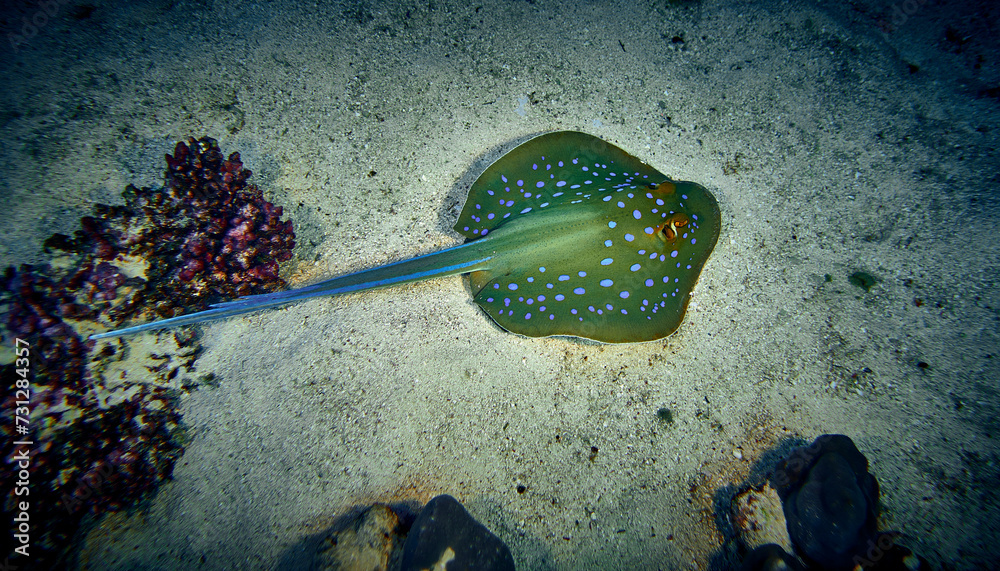 The beauty of the underwater world - The bluespotted ribbontail ray ...