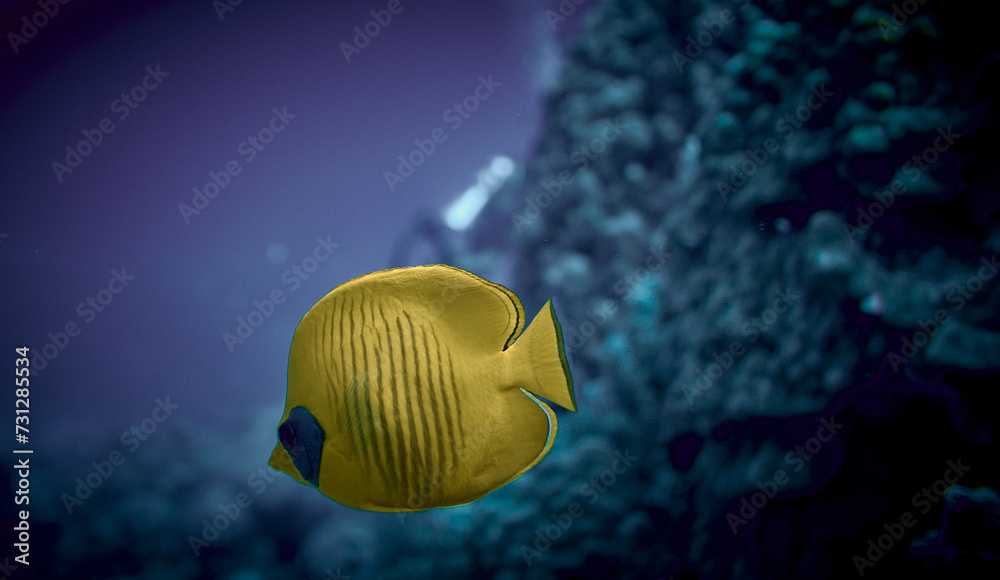 The beauty of the underwater world - The yellow tang (Zebrasoma ...