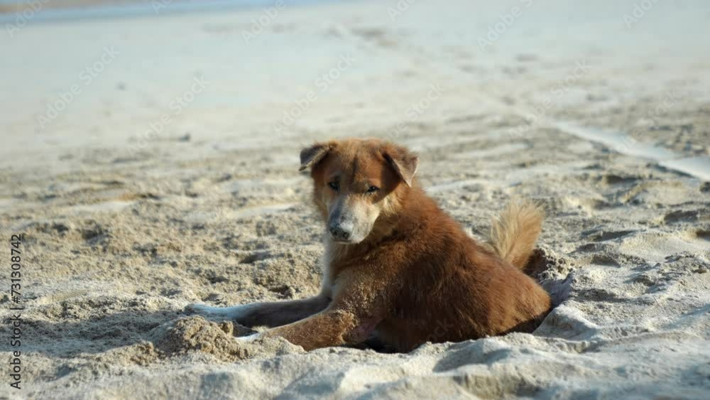 A carnivore companion dog of the liver-colored breed is relaxing on the ...