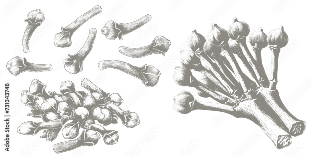 Cloves hand drawn illustration. Vector pencil sketch drawing ...