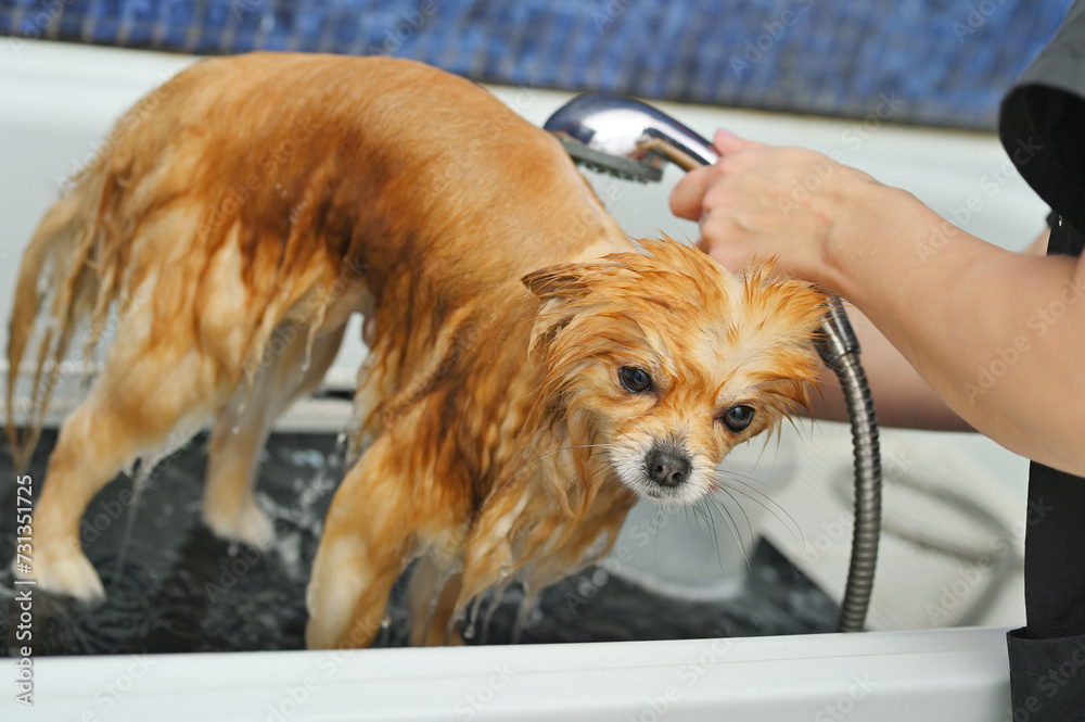 groomer bathes a Pomeranian dog in the shower at a specialized pet care ...
