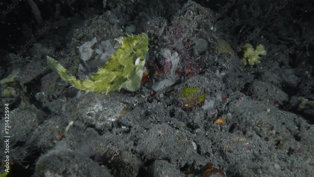 Green fish swims at night at the bottom of the sea. Bristle-Tail ...