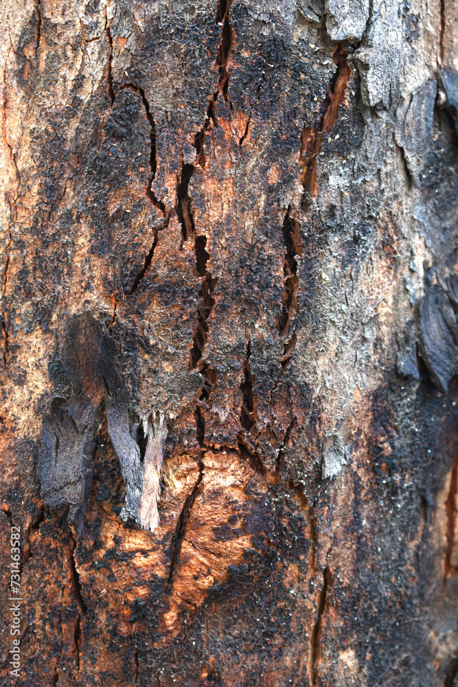 Eucalyptus tree bark texture, Bark of eucalyptus tree, seamless texture ...
