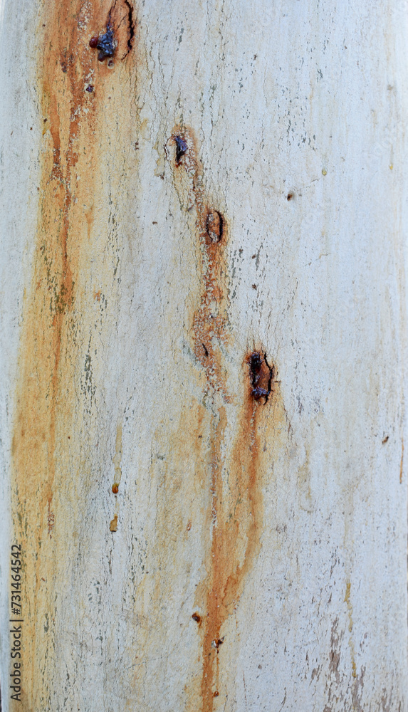 Eucalyptus tree bark texture, Bark of eucalyptus tree, seamless texture ...