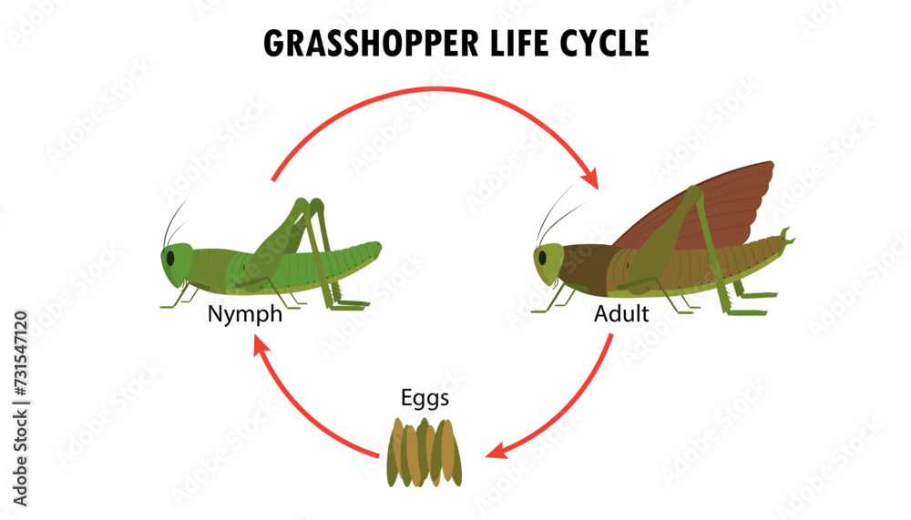 Grasshopper life cycle stages diagram Stock Vector | Adobe Stock