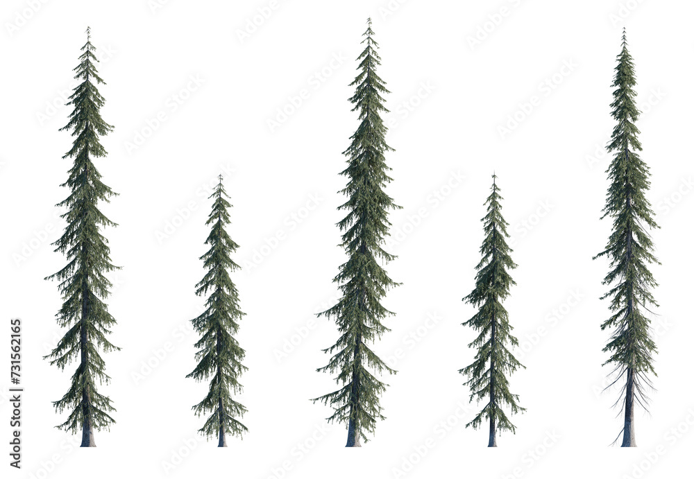 Picea engelmannii frontal set (Engelmann spruce, white spruce, mountain ...