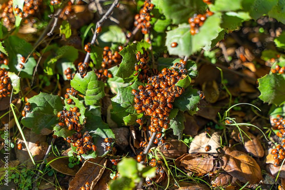 Mass of Convergent Ladybugs (Hippodamia convergens) in the winter ...