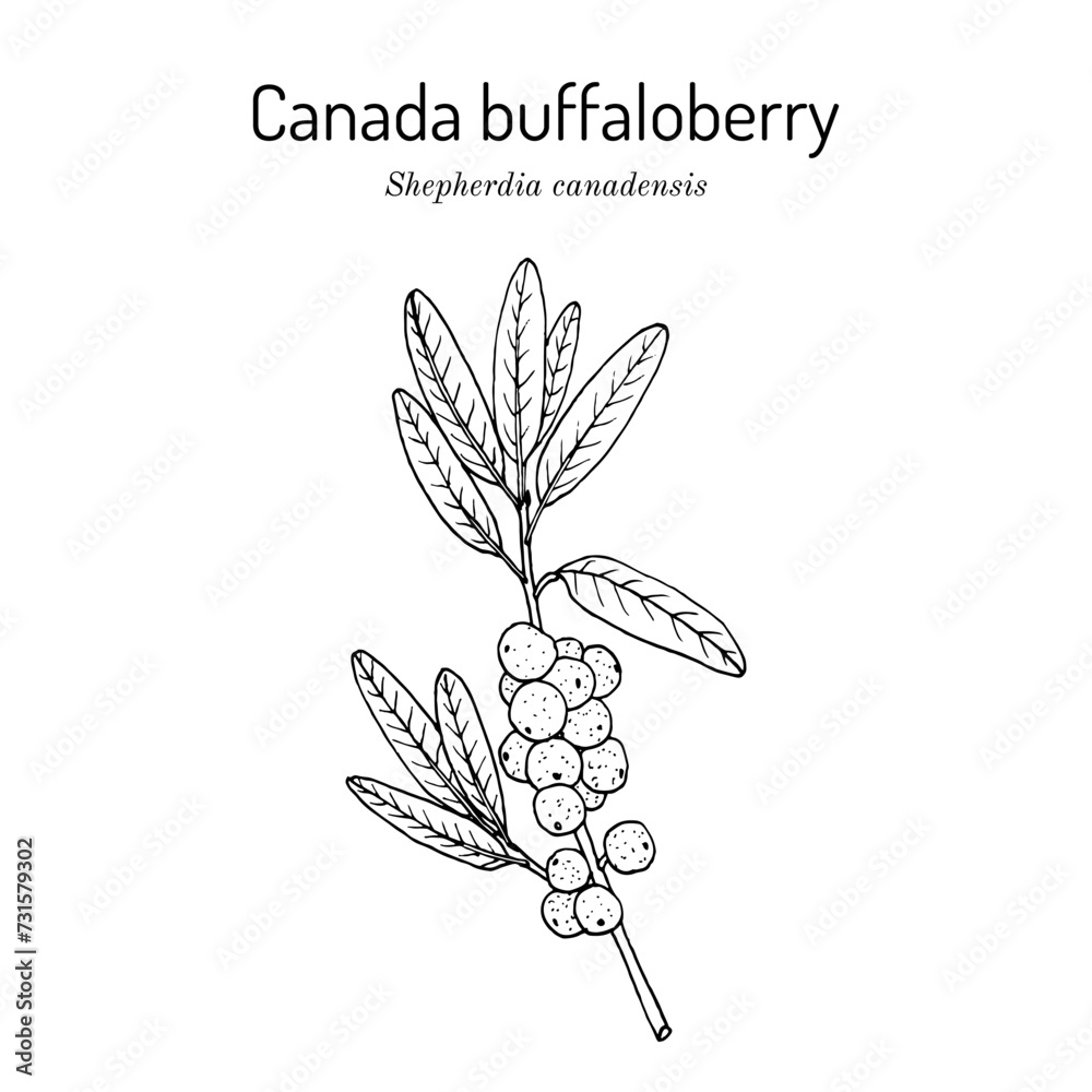 Canada buffaloberry (Shepherdia canadensis), edible and medicinal plant ...