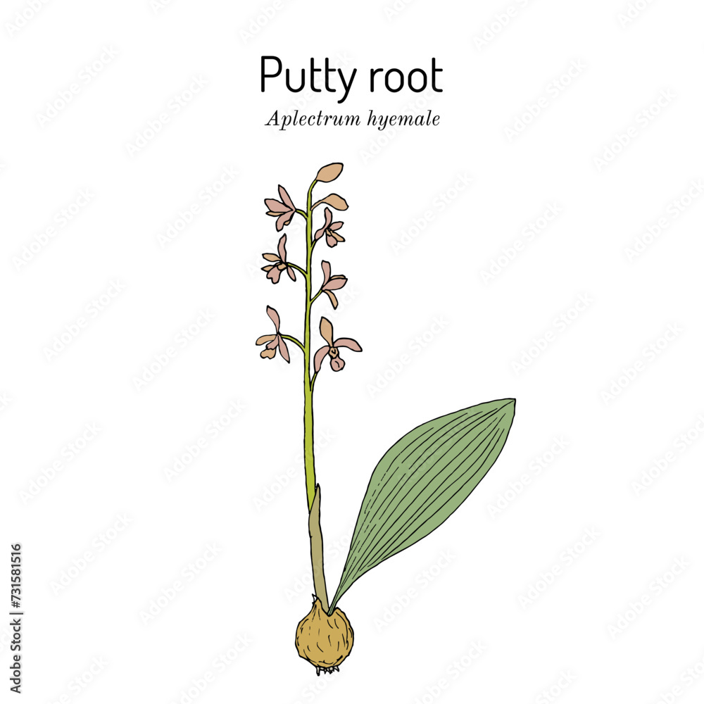 Putty root or Adam and Eve (Aplectrum hyemale), medicinal plant Stock ...