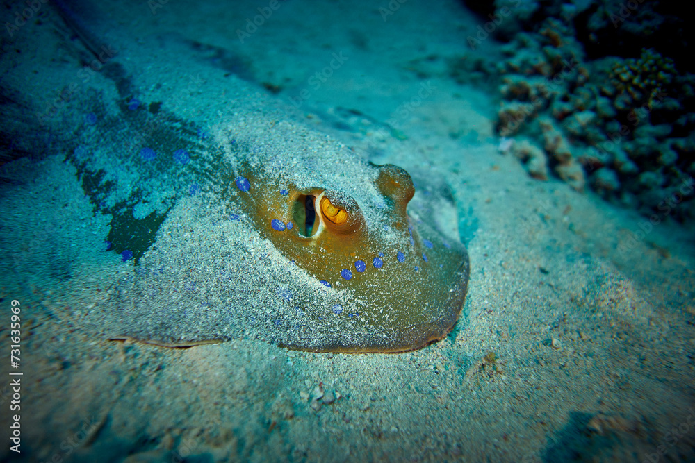 The beauty of the underwater world - The bluespotted ribbontail ray ...