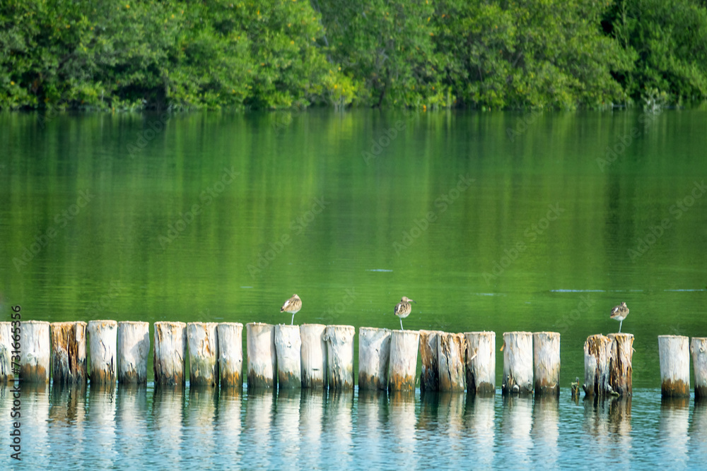 Wood piles of an old jetty in the mangroves of the Persian Gulf are ...