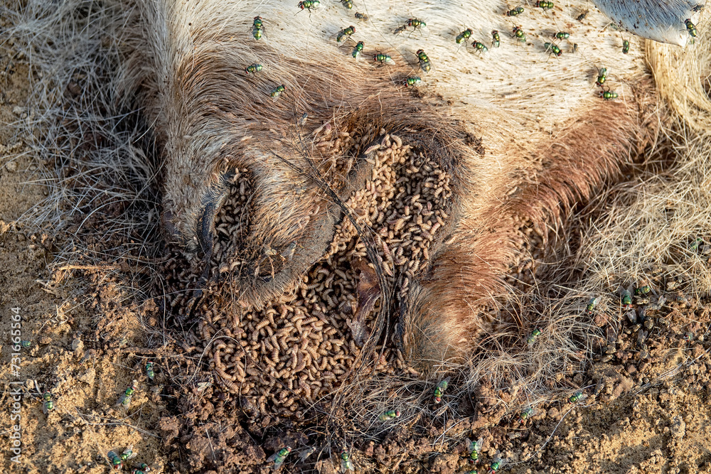Flocks of Sheep blowfly (Lucilia sericata) feed and lay eggs on the ...