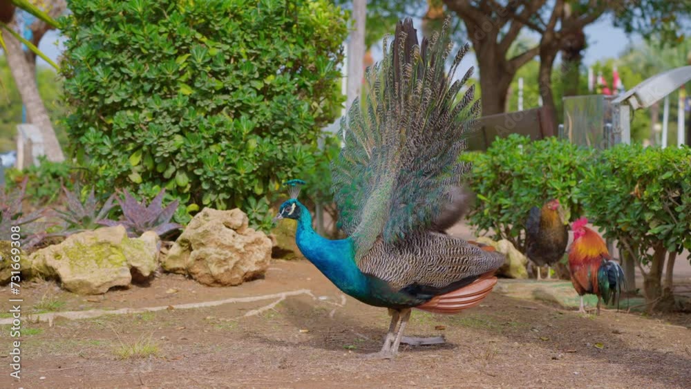 Indian peacock with spreading tail. Peafowl showing its tail colorful ...