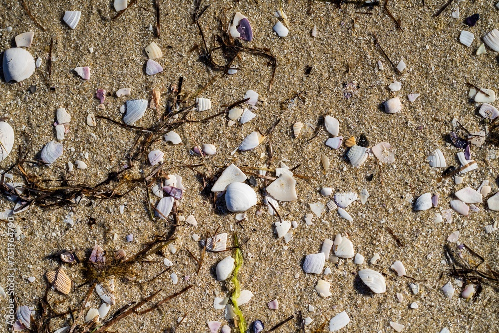 seaweed and shells on the beach in the sand, and waves from the ocean ...