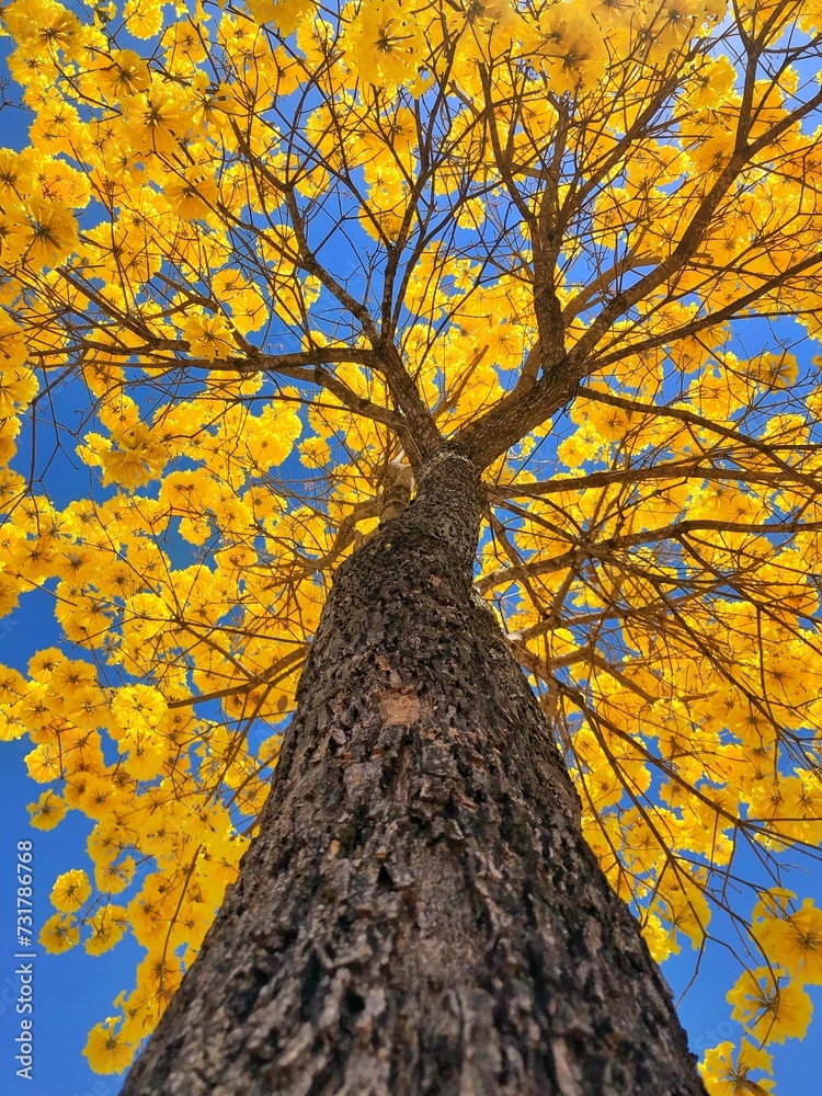 Ipê-amarelo visto de baixo para cima com céu azul Stock Photo | Adobe Stock