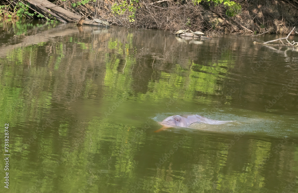 Amazon river dolphin (Inia geoffrensis), also known as the boto, bufeo ...
