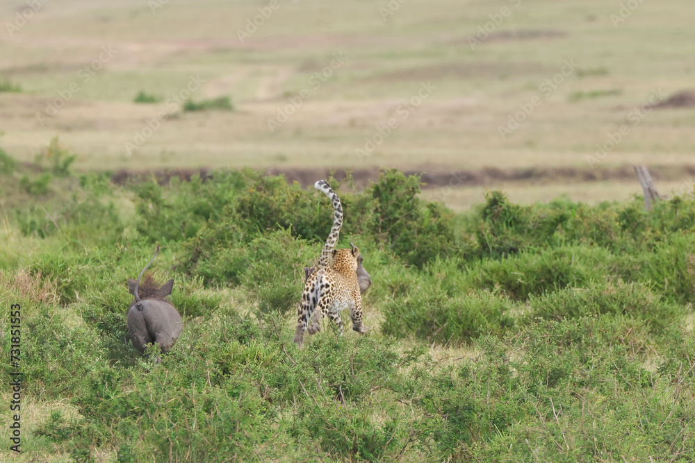 leopard with a baby warthog in its snout runs away from the warthog ...