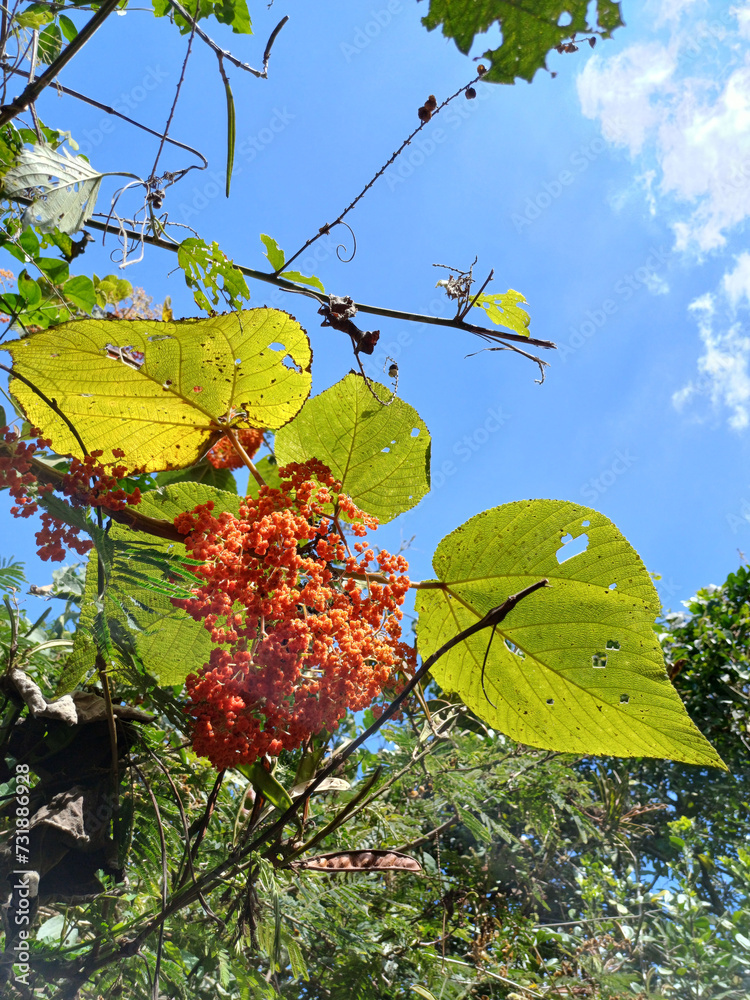 Planta de chichicaste aflorando en el bosque, cielo azul y despejado de ...