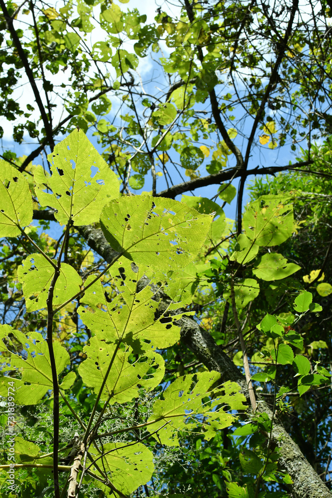 Hojas de Chichicaste comidas por los insectos. Planta nativa de ...