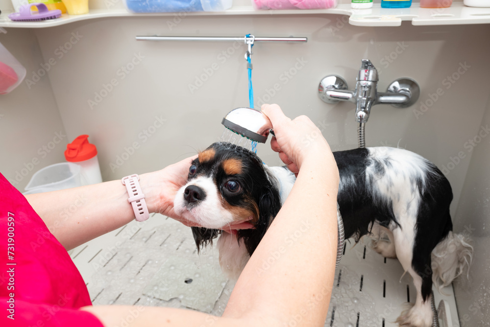 portrait of Cavalier King Charles spaniel dog taking shower with ...