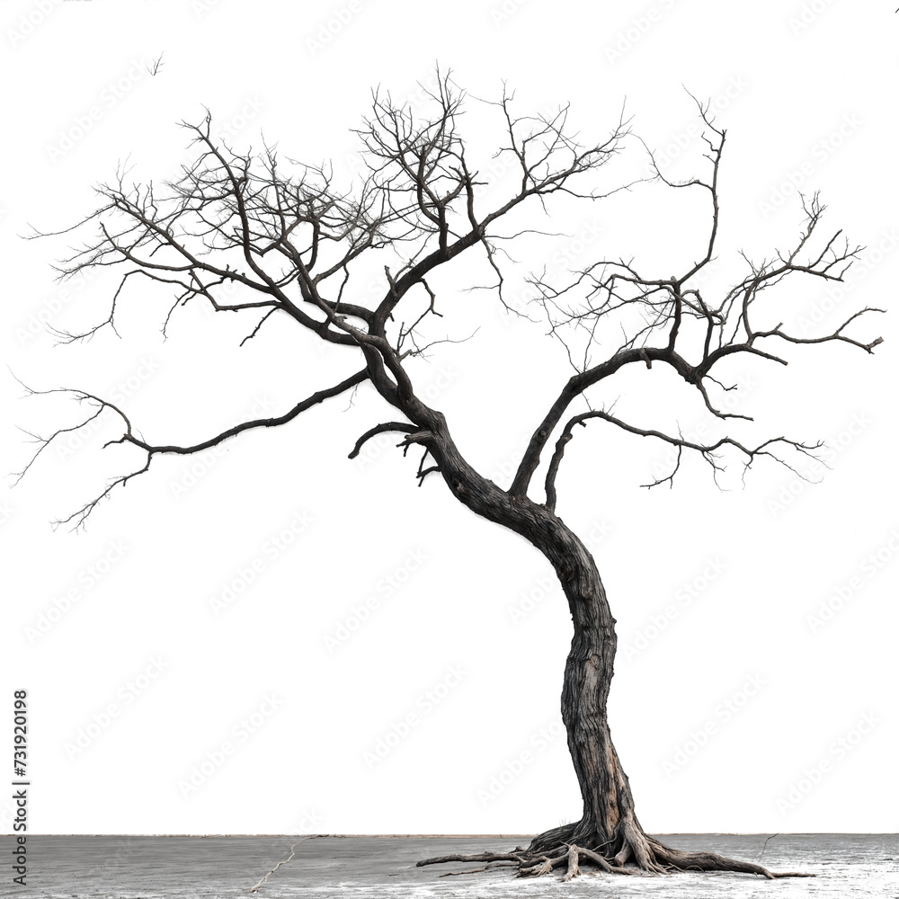 death tree on transparent background PNG transparent background Stock ...