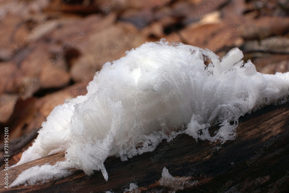 An unusual natural phenomenon - mysterious hair ice on wood looks like ...