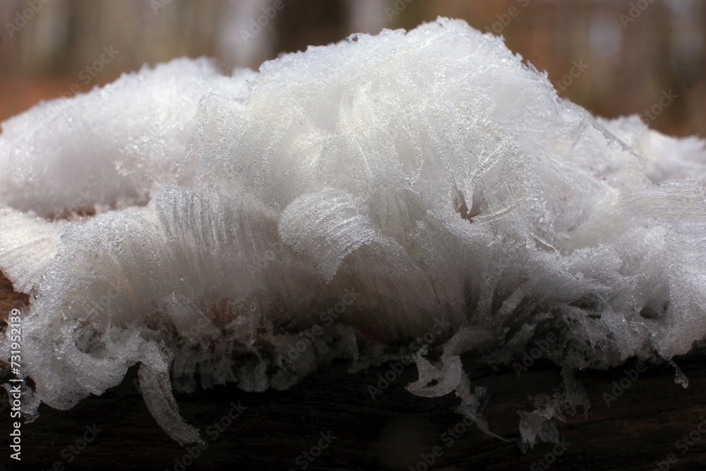 Poster An unusual natural phenomenon - mysterious hair ice on wood ...