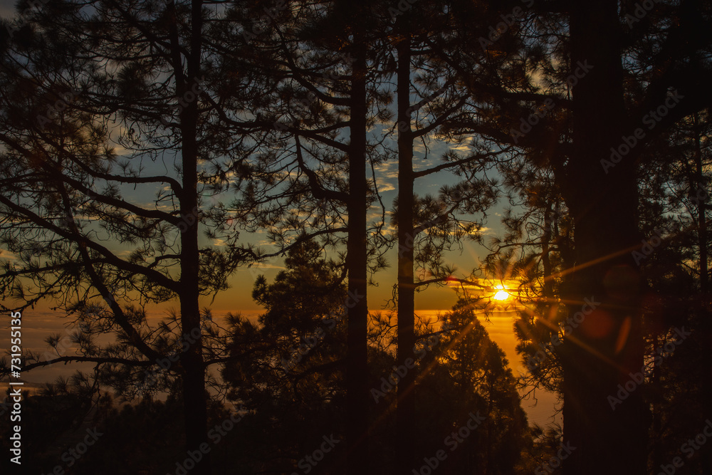 Sunrise among trees with blue sky, golden light and sea of clouds ...