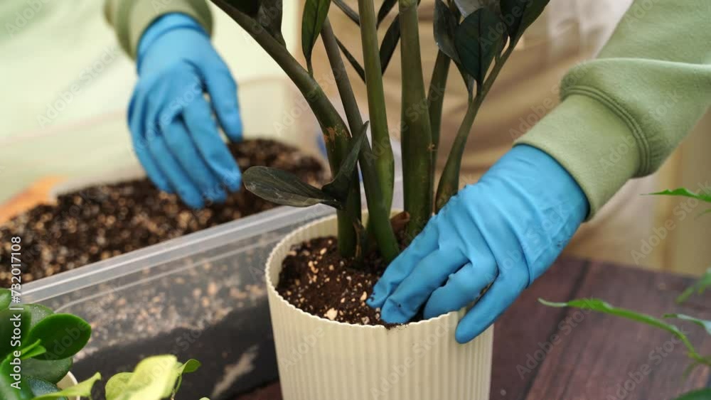 Gardener girl transplants zamiokulkas raven home garden plants into new ...