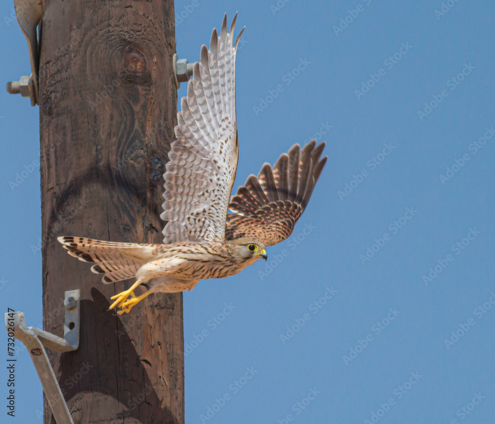 common kestrel (Falco tinnunculus) in flight; hawk in flight; bird ...