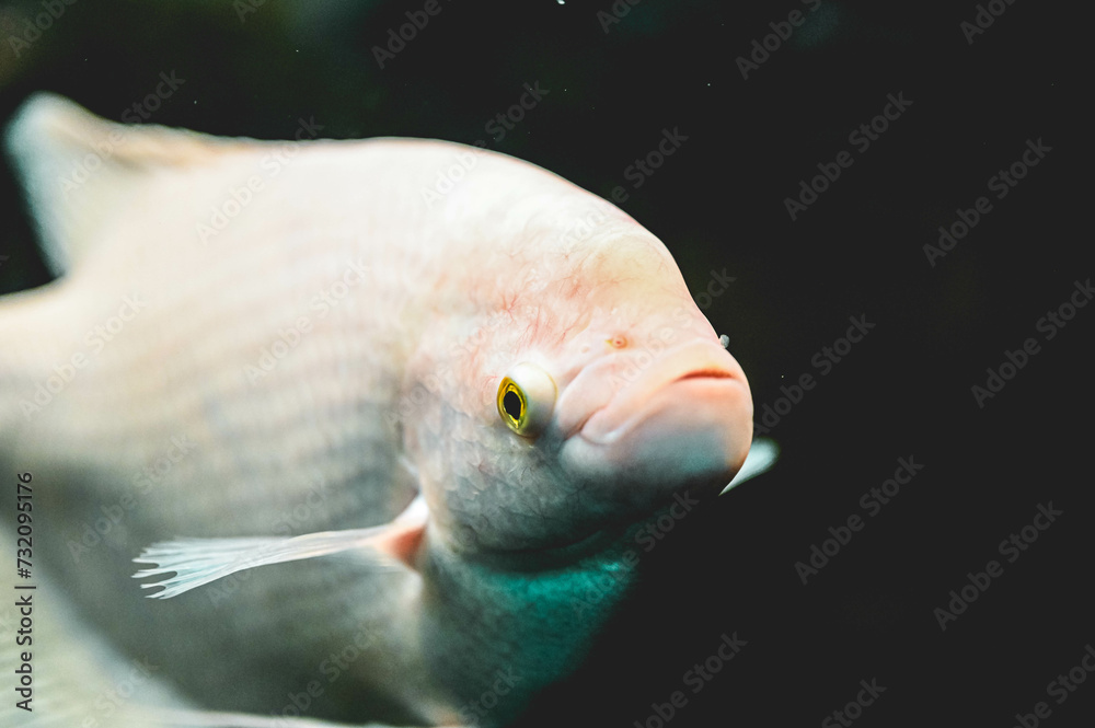 animals, zoo, adventure, travel, asia, rain forest, snake, lizard, fish ...