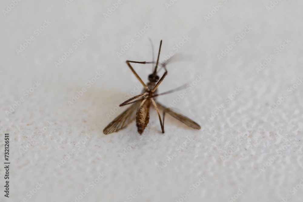 dead mosquito, aedes aegypti transmitter of dengue fever, isolated on ...