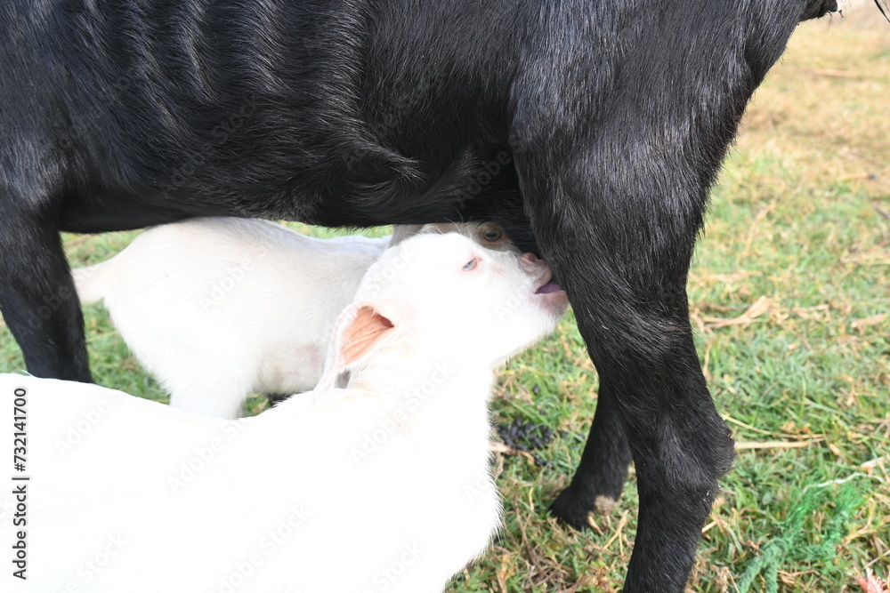 Goat feeding his baby. Cute Baby goat drinking milk. cattle Farming or ...