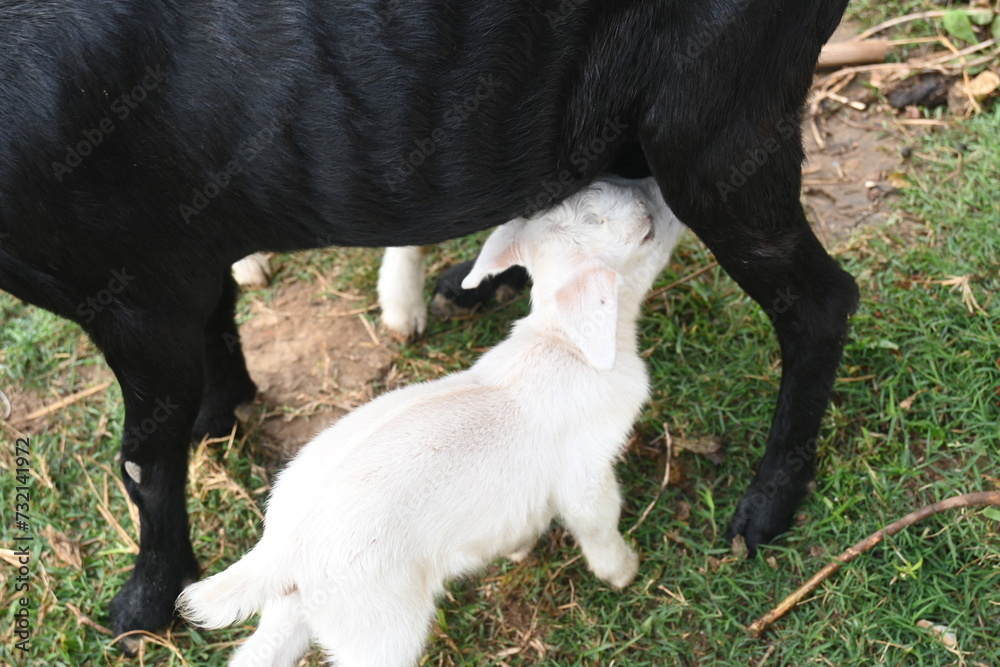 Goat feeding his baby. Cute Baby goat drinking milk. cattle Farming or ...